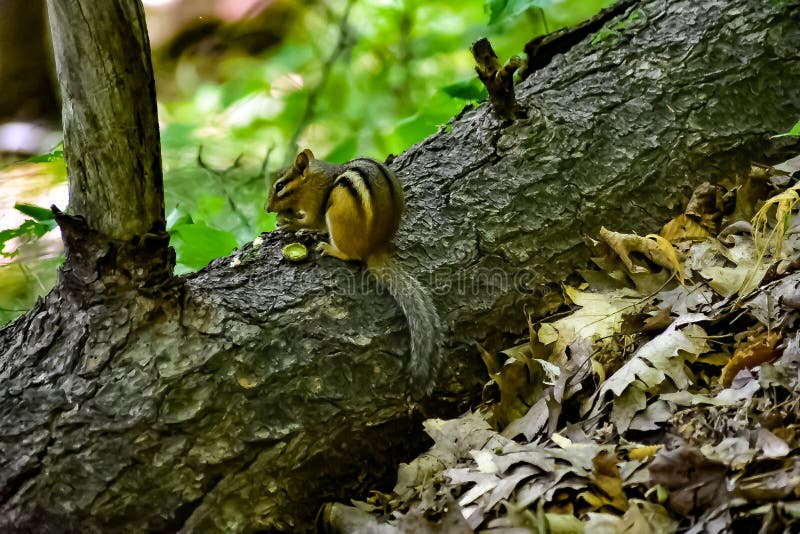 Snack Time! stock photo. Image of chipmunk, small, state - 193793380