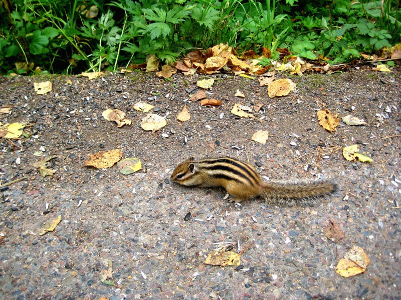 Chipmunk on the track stock photo. Image of ears, carpet - 58663874