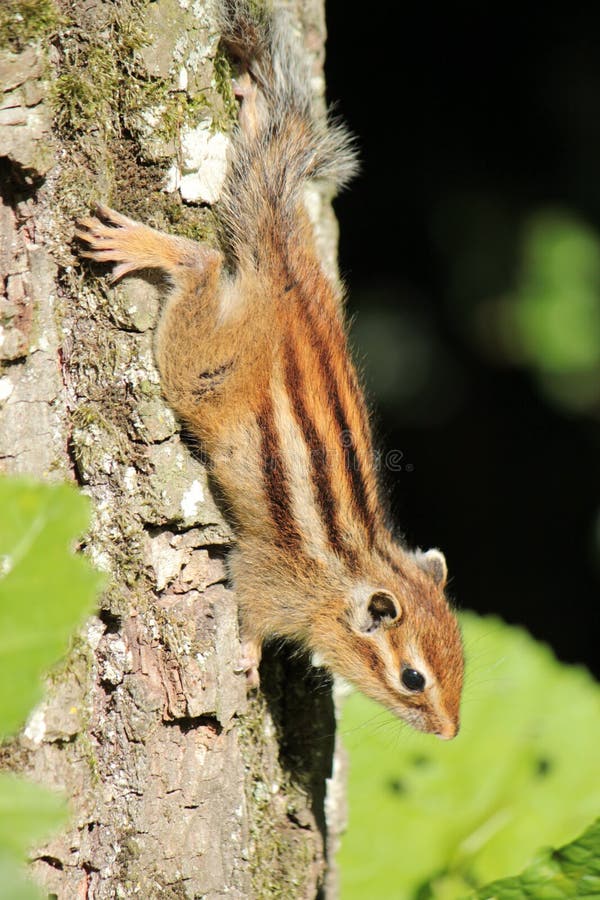 Chipmunk on a tree stock photo. Image of small, cute - 25432592