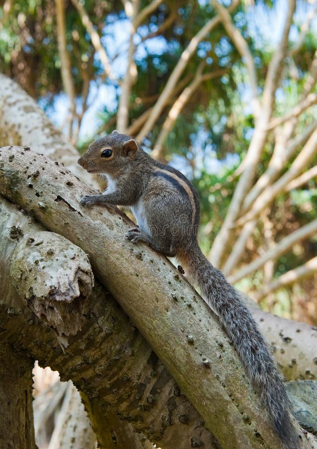 A chipmunk stock image. Image of fluffy, summer, furry - 51042473