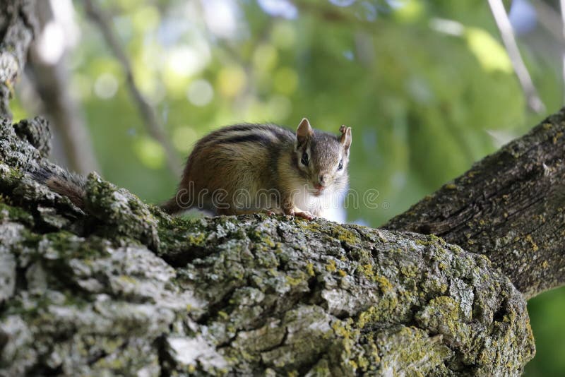 Chipmunk stock photo. Image of branch, chipmunk, park - 82790530