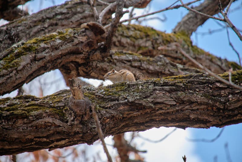 Chipmunk on tree trunk stock photo. Image of forest, head - 18789262