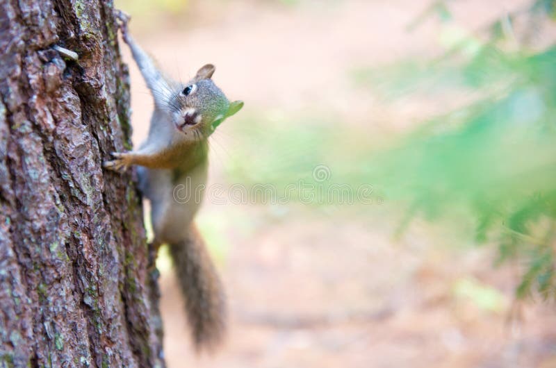 Chipmunk on a tree stock photo. Image of park, ontario - 47042406