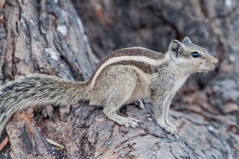 Chipmunk on a Tree in Delhi, Ind Stock Image - Image of outdoor, indian ...