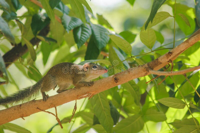 Chipmunk is on a Tree with Small Mammals Stock Photo - Image of mammals ...