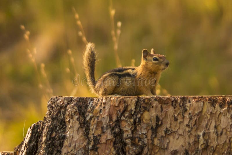 Chipmunk sits on a stump stock image. Image of stump - 96259547