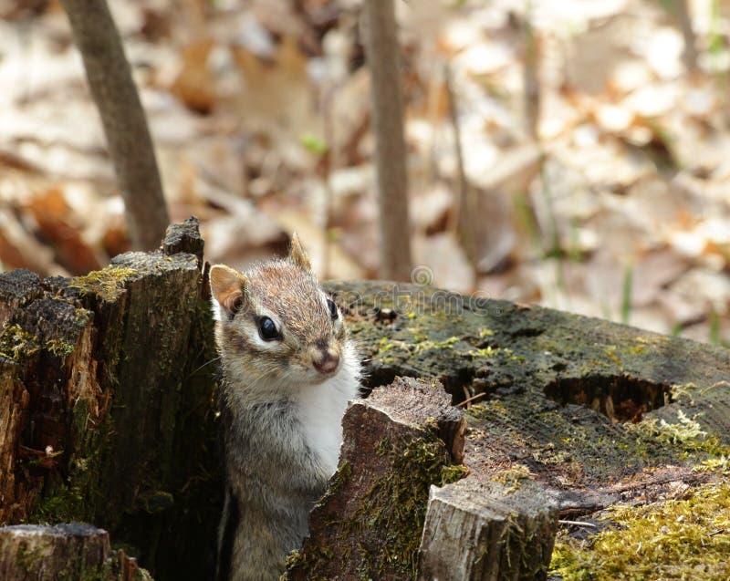 Chipmunk in a tree stump stock image. Image of rabies - 31306999