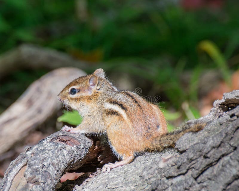 Chipmunk on a Log 1 stock image. Image of tree, forest - 126941