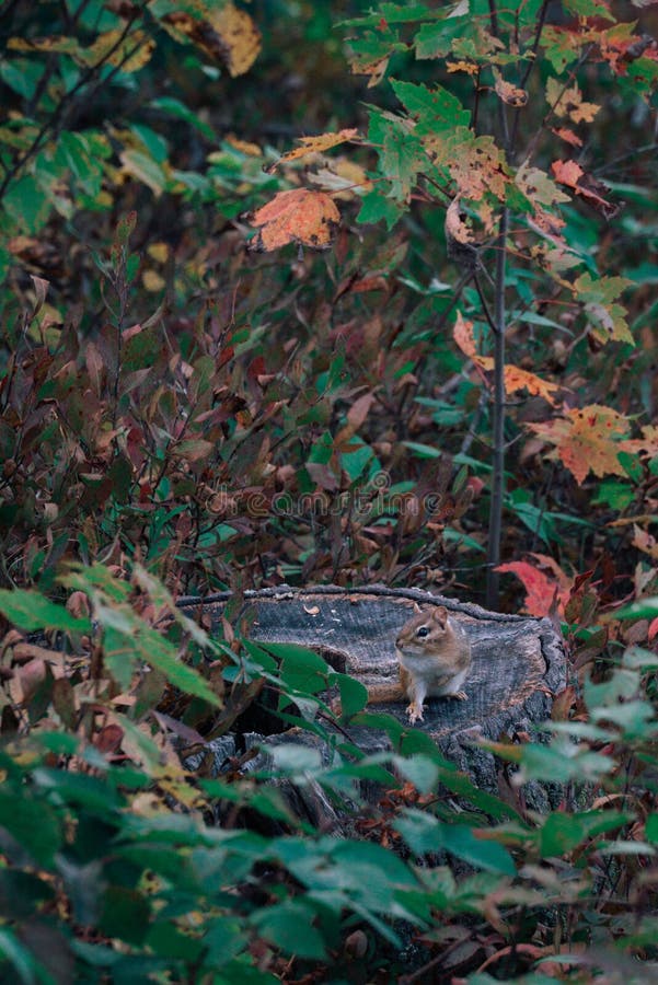 Chipmunk on a tree stump stock image. Image of animal - 262478219