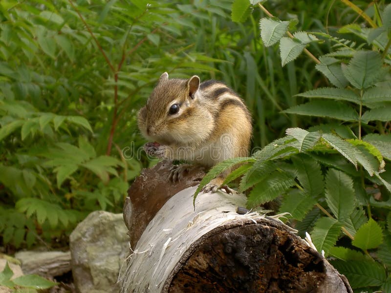 Chipmunk on tree trunk stock photo. Image of forest, head - 18789262