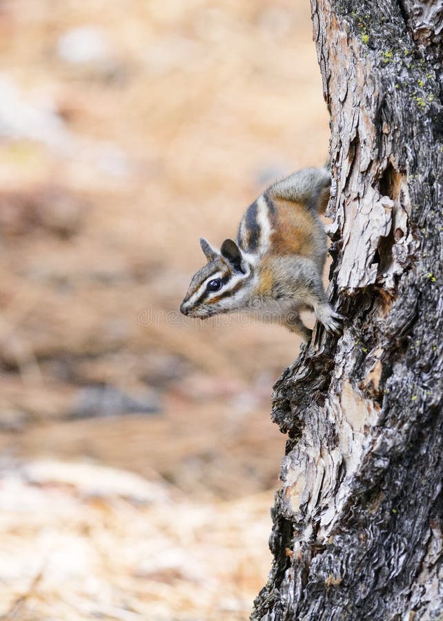 Chipmunk stock image. Image of tree, animal, chipmunk - 33550775