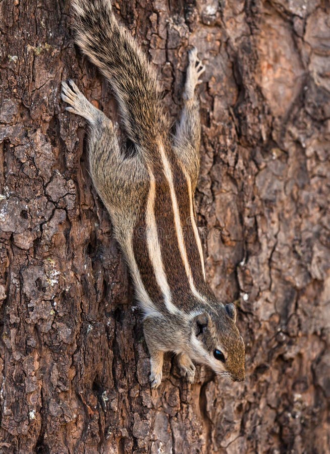 Chipmunk on tree trunk stock photo. Image of forest, head - 18789262