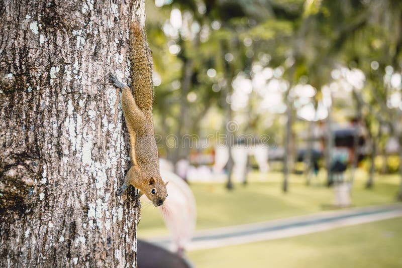 Chipmunk on Tree, Wild Animal in Tropics Stock Photo - Image of eating ...