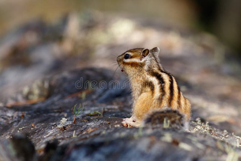 Chipmunk Turned His Back To Me Stock Image - Image of fast, cute: 120884749