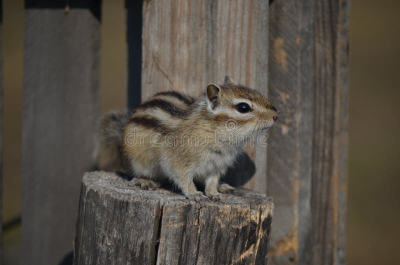 Chipmunk stock photo. Image of chip, mammal, striped - 50339738