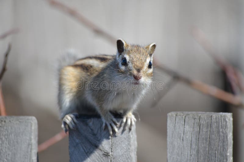 Chipmunk stock image. Image of chipmunk, walk, rodent - 50339741