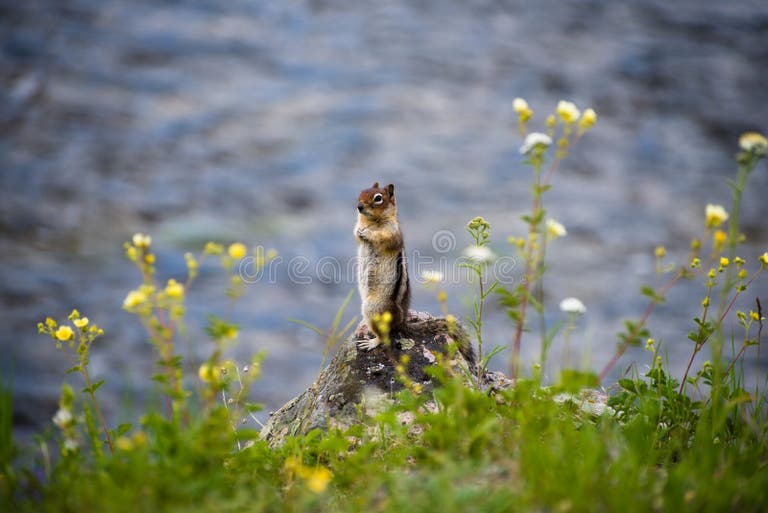 Chipmunk by the Water stock image. Image of standing - 60116771