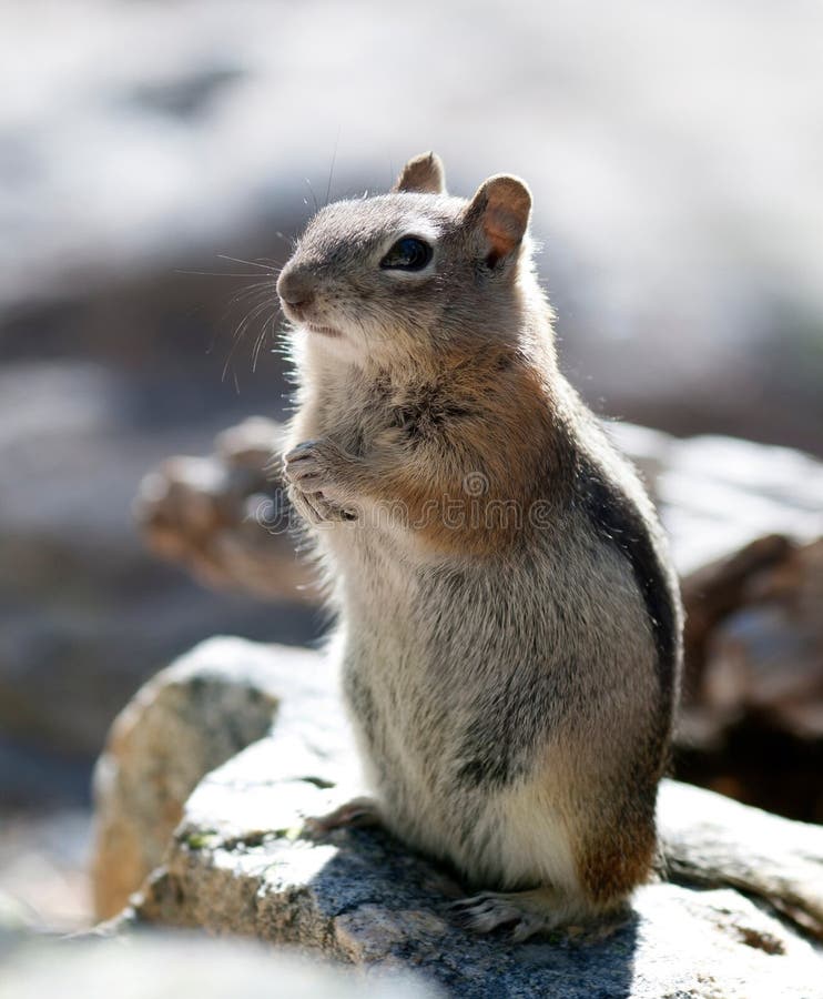 Chipmunk. stock photo. Image of rodent, chipmunk, mammal - 63417080