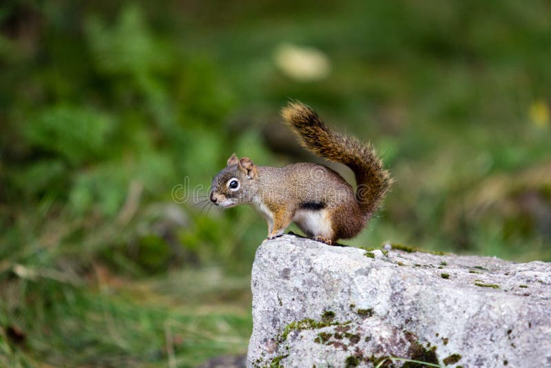 The Proud Chipmunk stock image. Image of rodent, peanut - 1374141