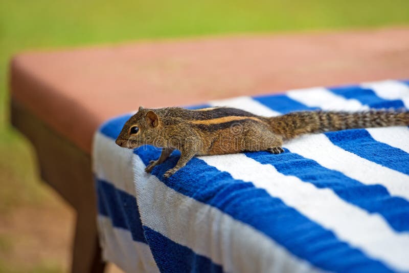 Chipmunk stock image. Image of rodents, planet, savannah - 47595167