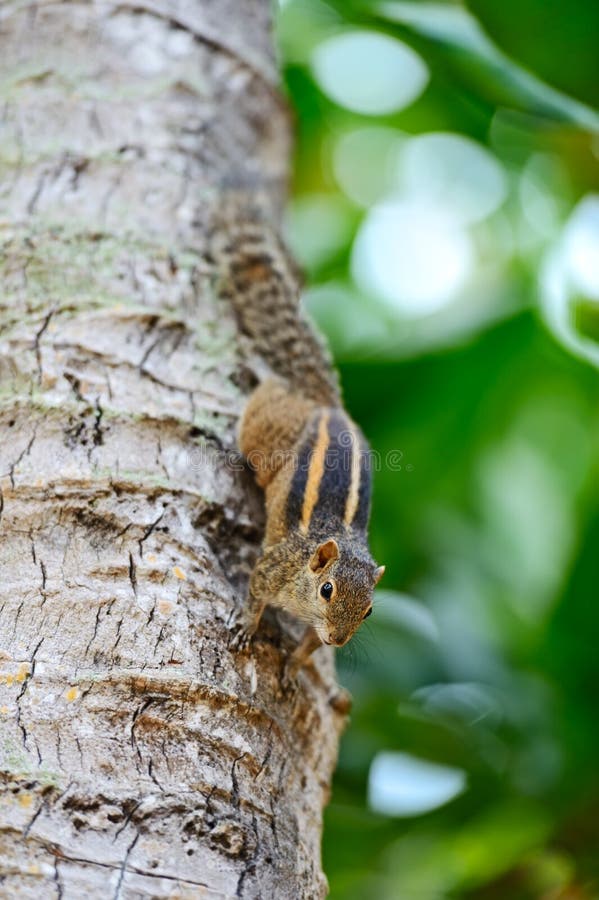 Chipmunk stock photo. Image of tropics, park, animal - 53763942