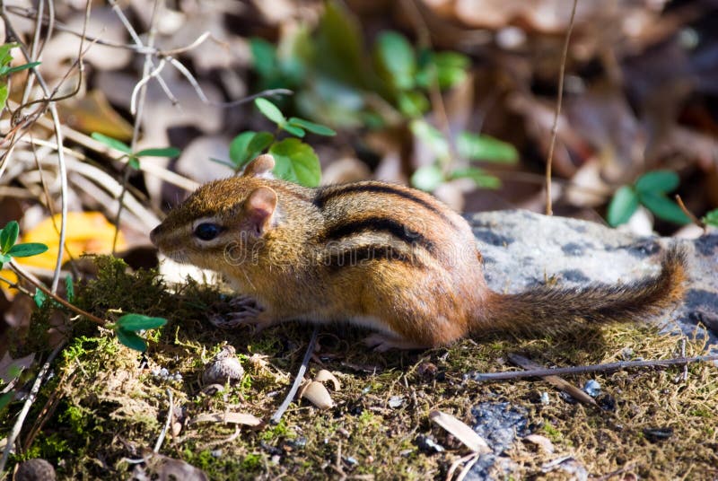 Chipmunk stock photo. Image of timber, tigers, chipminck - 173752632