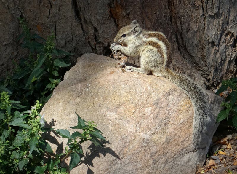 Chipmunk in the wildlife stock image. Image of chipmunk - 101868427