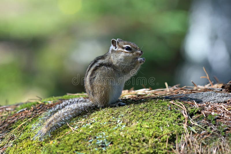 Chipmunk in the Forest Stands on Hind Legs and Looks Stock Photo ...