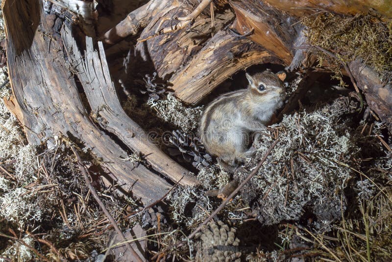 Chipmunk in Woods. Hiding for Hunting. Front and Side View. Stuffed ...