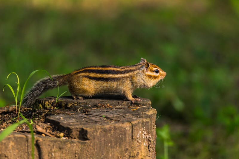 Chipmunk stock photo. Image of wildlife, trunks, parks - 48365688