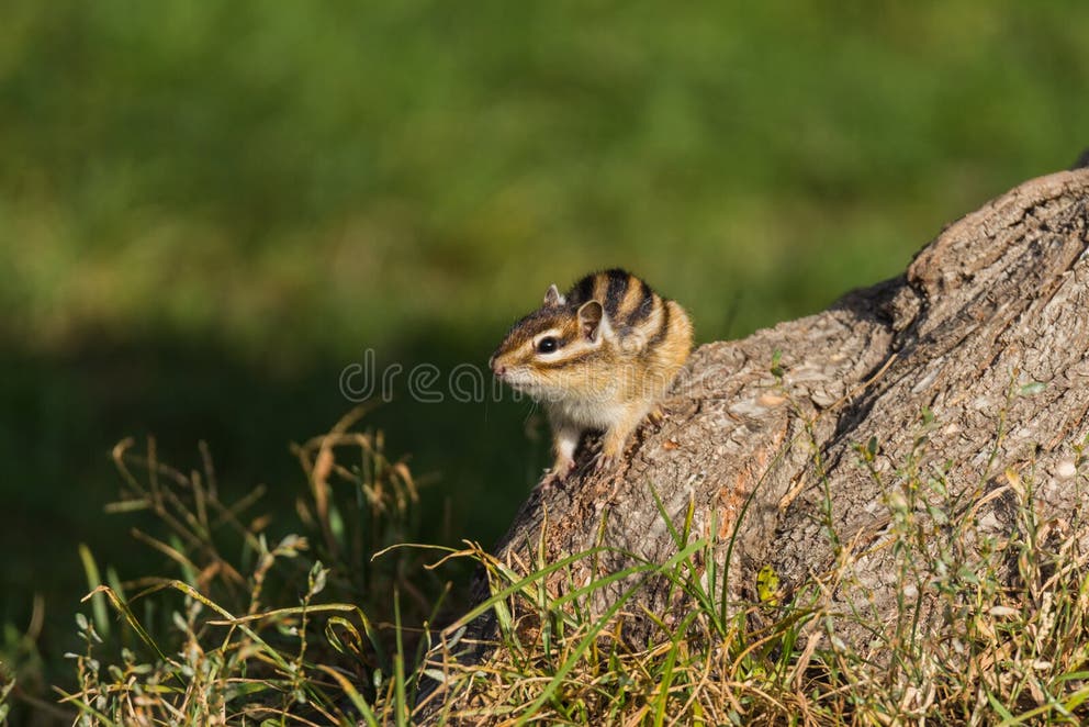 Chipmunk stock photo. Image of agile, rodents, timid - 48365702