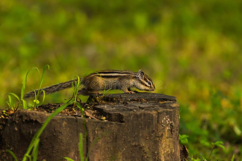 Chipmunk stock image. Image of lively, nature, tail, wildlife - 54349515