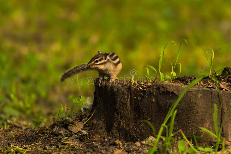 Chipmunk stock image. Image of lovely, food, trees, environment - 48365717