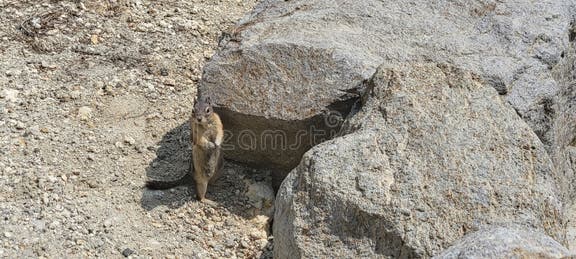 Chipmunk at Yellowstone National Park Stock Image - Image of reptile ...