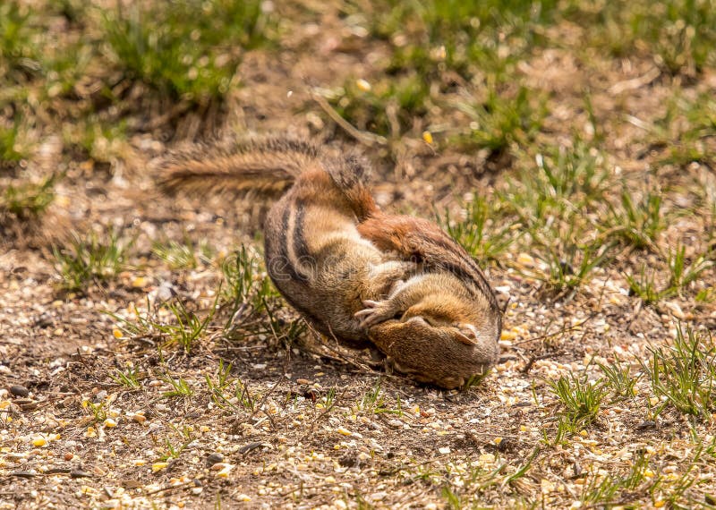Chipmunks Fighting for Nuts Stock Photo - Image of waterfowl, wildlife ...