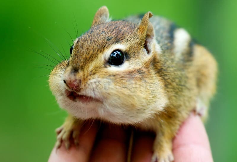 Chipmunks on hand stock photo. Image of mammal, humor - 7599118