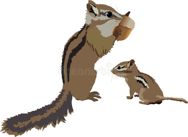 Chipmunks stock vector. Illustration of squirrel, attentive - 63602145