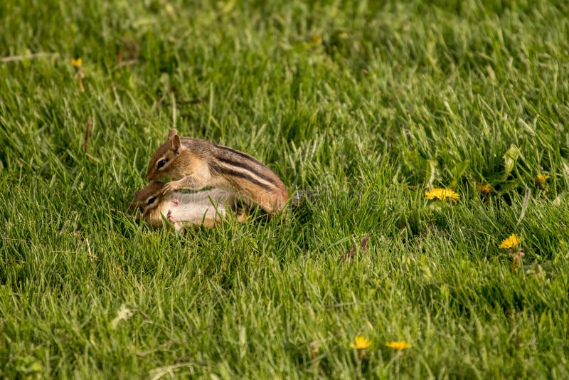 Chipmunks in summer stock photo. Image of wetland, animal - 266629308