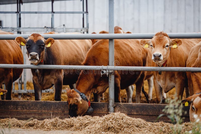 Chipped Cow with Automatic Collar Eats Hay at Farm Camp Stock Photo ...