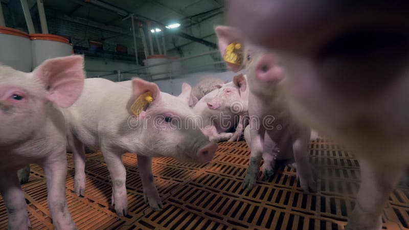 Chipped Farm Pigs are Trying To Sniff the Camera Stock Video - Video of ...
