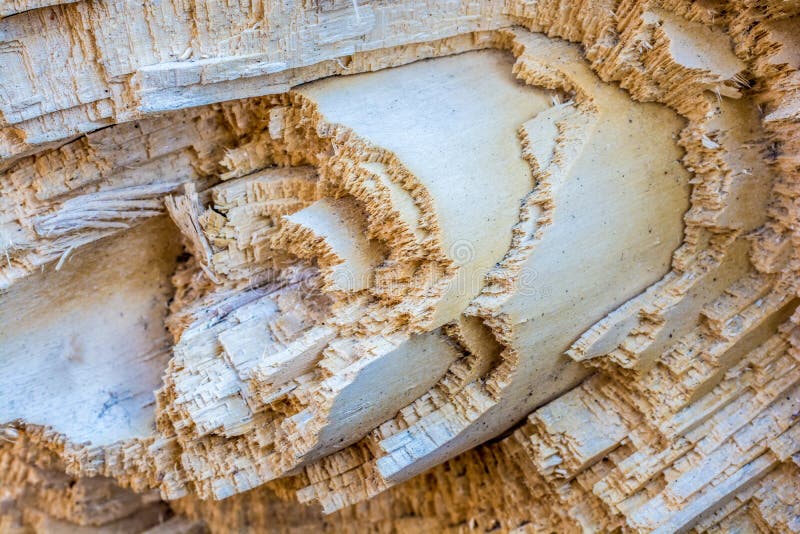 Chipped Tree Trunk in Detail Stock Image - Image of bark, windstorm ...