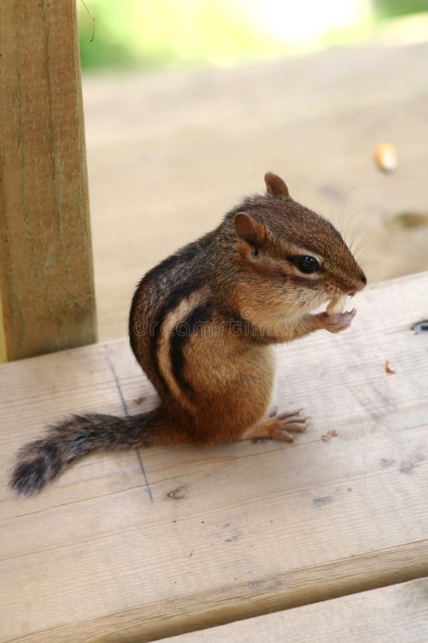 Chipper stock image. Image of cute, wildlife, friendly - 43443099