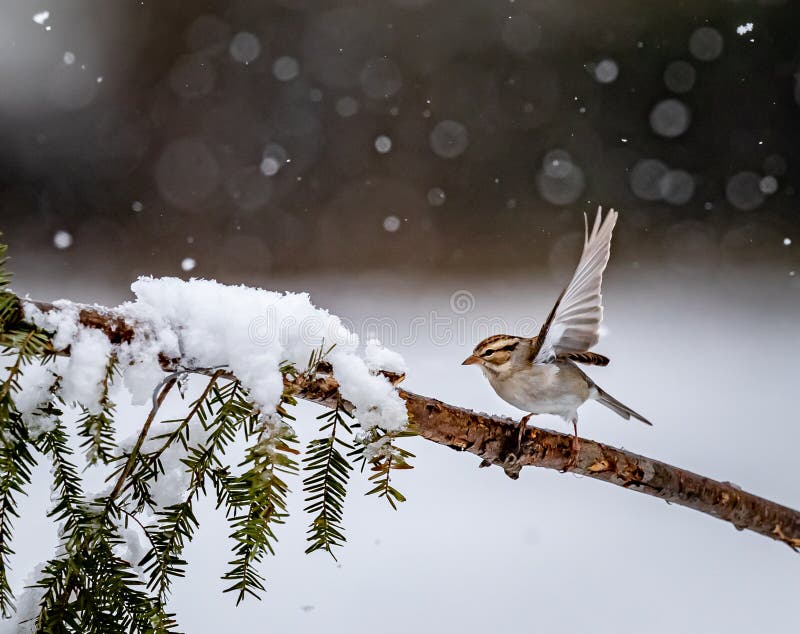 Chirping Sparrow Attempts To Take Off from Pine Branch during Snow Fall ...