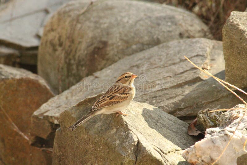 Chipping sparrow stock photo. Image of sparrow, chipping - 204382530