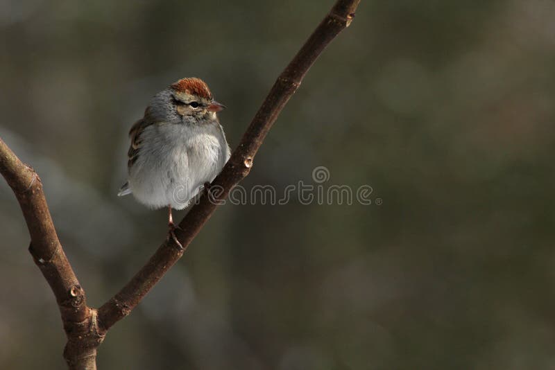 Chipping Sparrow Bird on Tree Limb Stock Image - Image of chipping ...