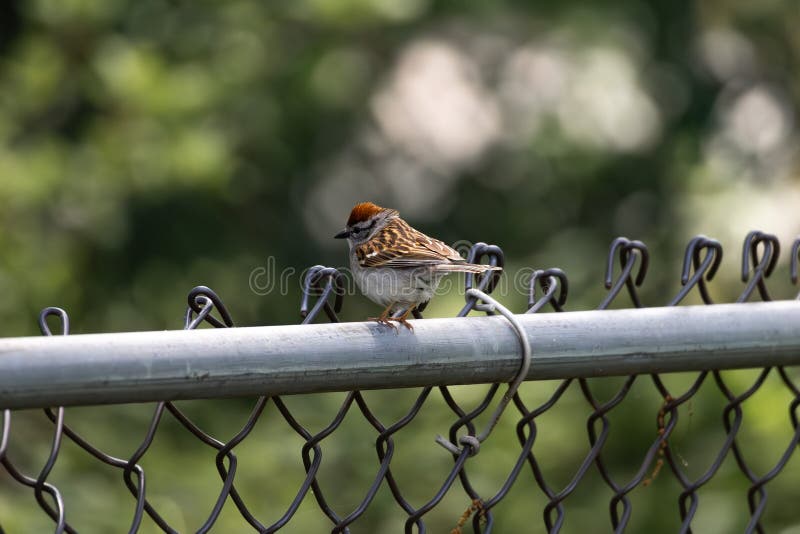 Chipping Sparrow on Fence stock image. Image of chipping - 391470325