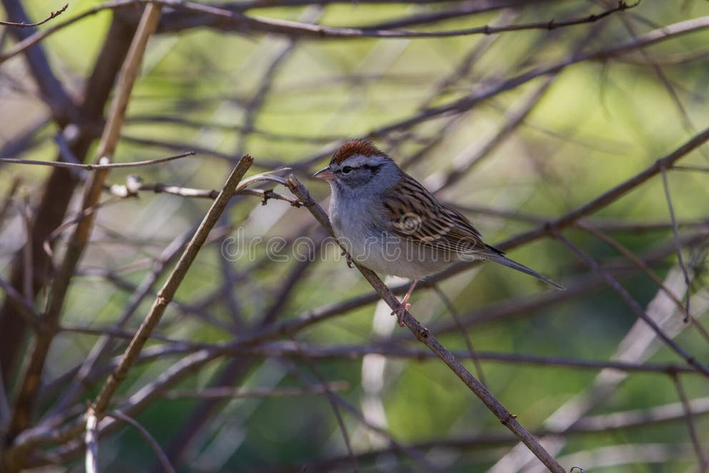 Chipping Sparrow stock photo. Image of bugs, emberizidae - 80718202