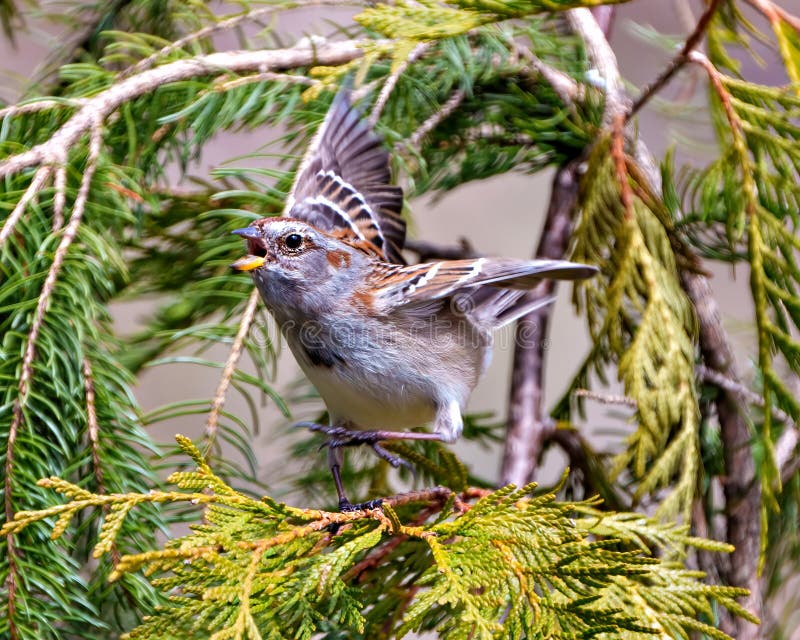 Chipping Sparrow Photo and Image. Sparrow Perched on a Cedar Tree ...