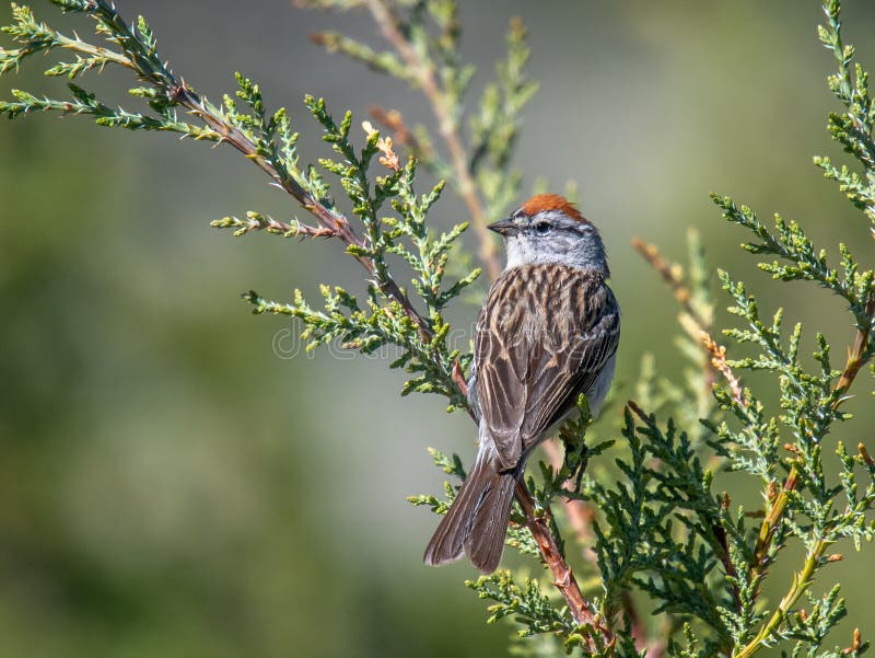 Chipping Sparrow stock photo. Image of animal, wildlife - 225781516