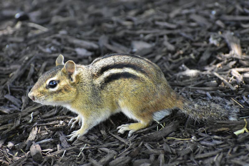 Chippy the Chipmunk stock photo. Image of close, wildlife - 92551956